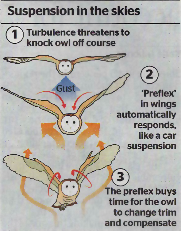 The success of Owls – they can never be knocked off course! | East ...