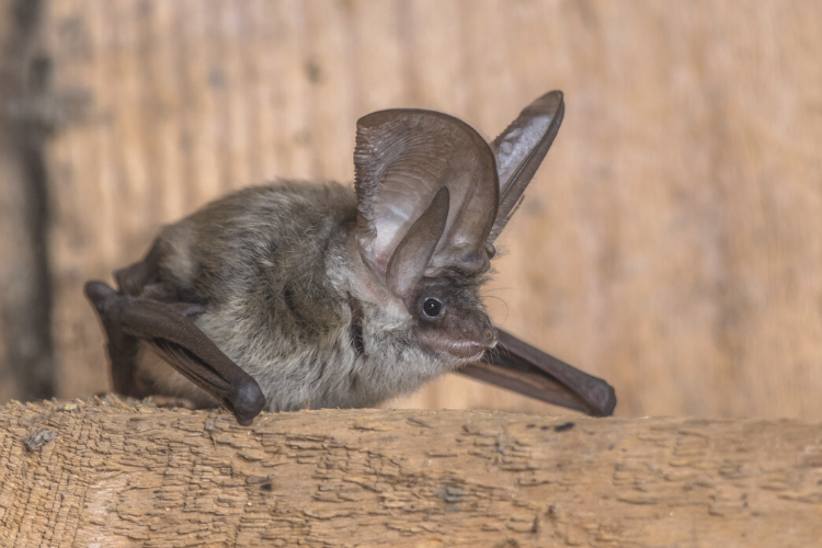 Saving the Grey Long Eared Bat – East Devon AONB Winter Update | East ...
